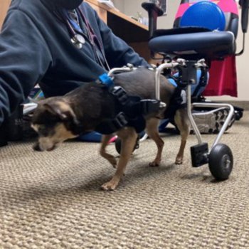 This is How I Roll! Assistive Devices in Animal Physical Therapy - APTA ...